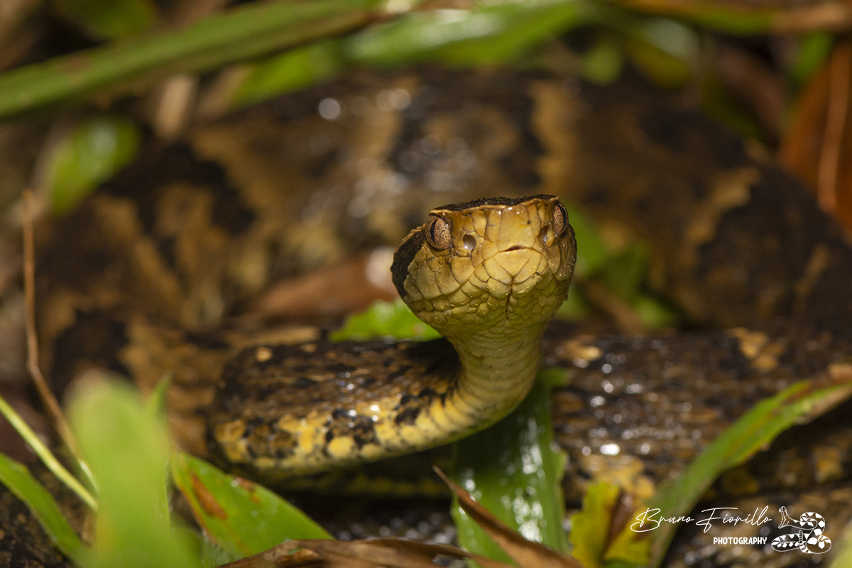Jararaca - Herp Trips