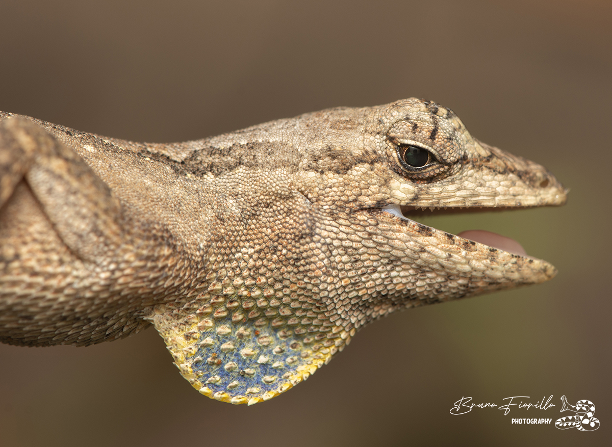 Lagarto bandeira - Herp Trips