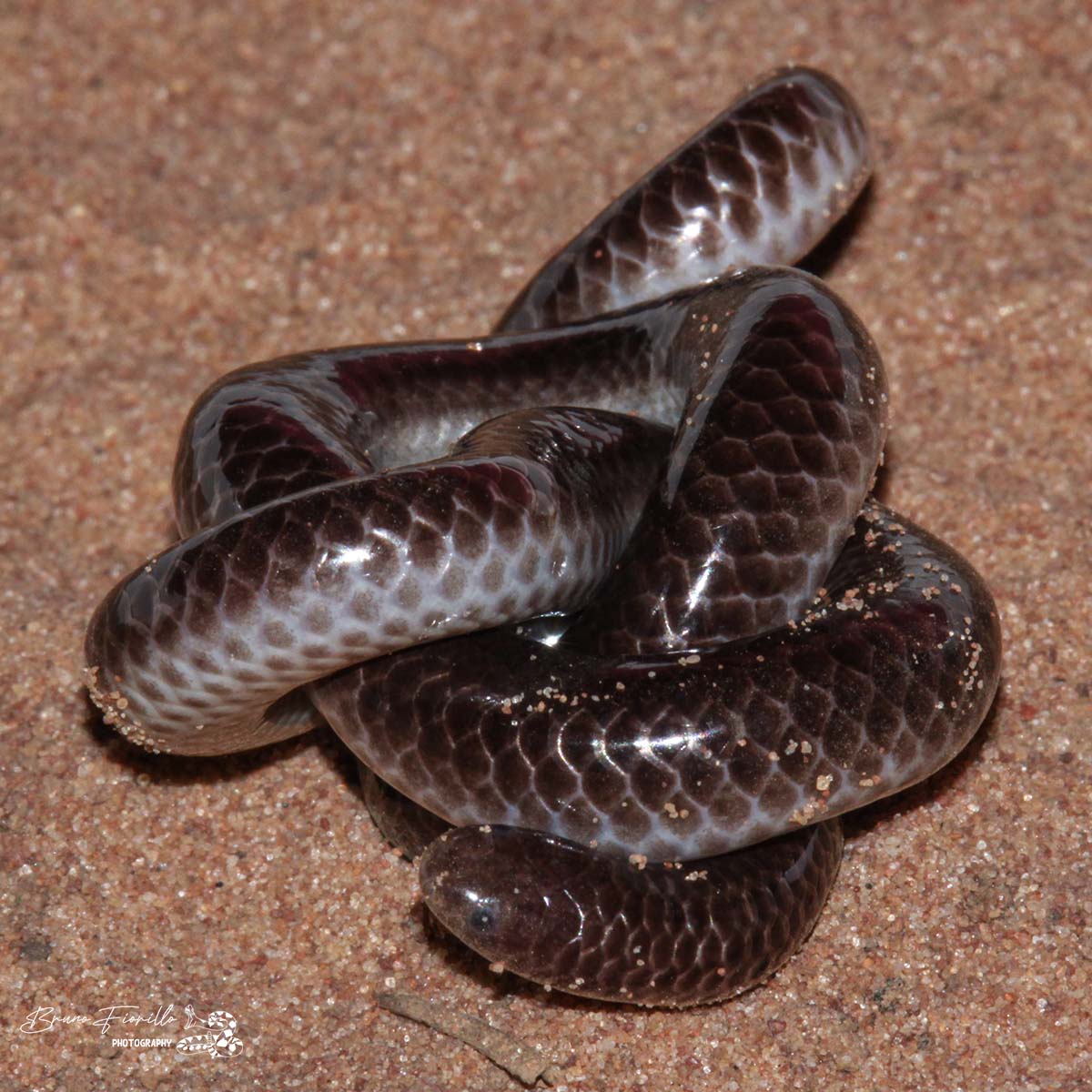 Biologia reprodutiva de Trilepida koppesi - Herp Trips