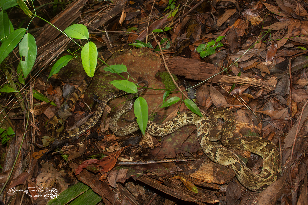 Cópula de jararacas (Bothrops jararaca) na natureza - Herp Trips