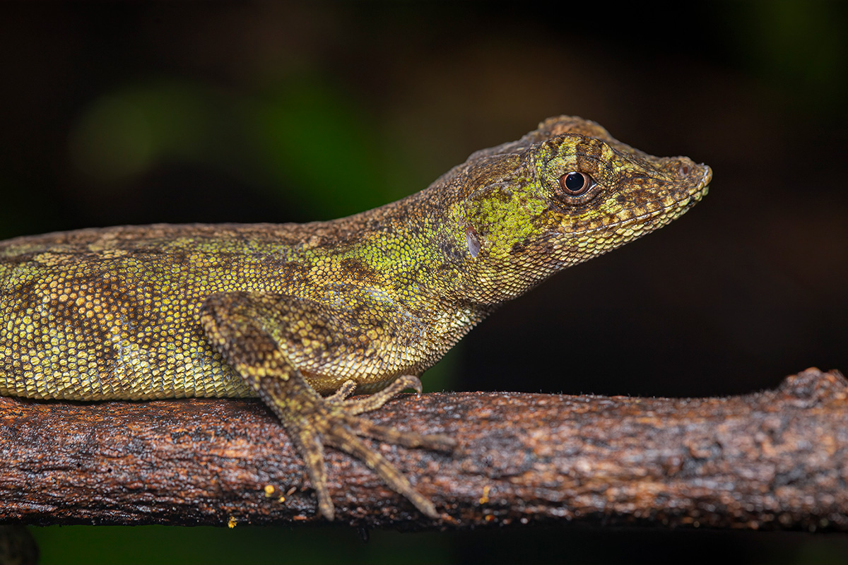 Lagartos anoles - Herp Trips